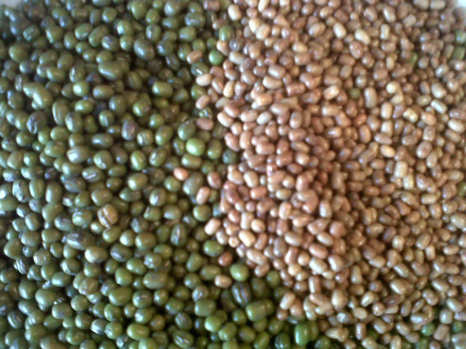 Moongi daal (Mung beans) - Rekha Neilson