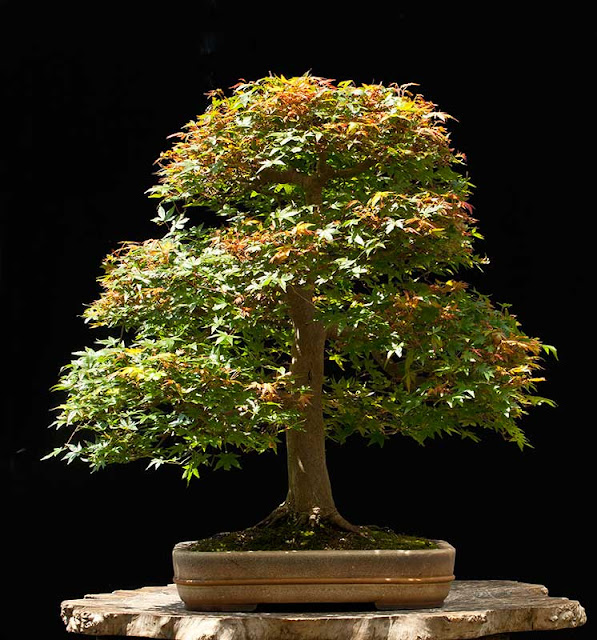 Walter Pall Bonsai Adventures: second flush of foliage on maples