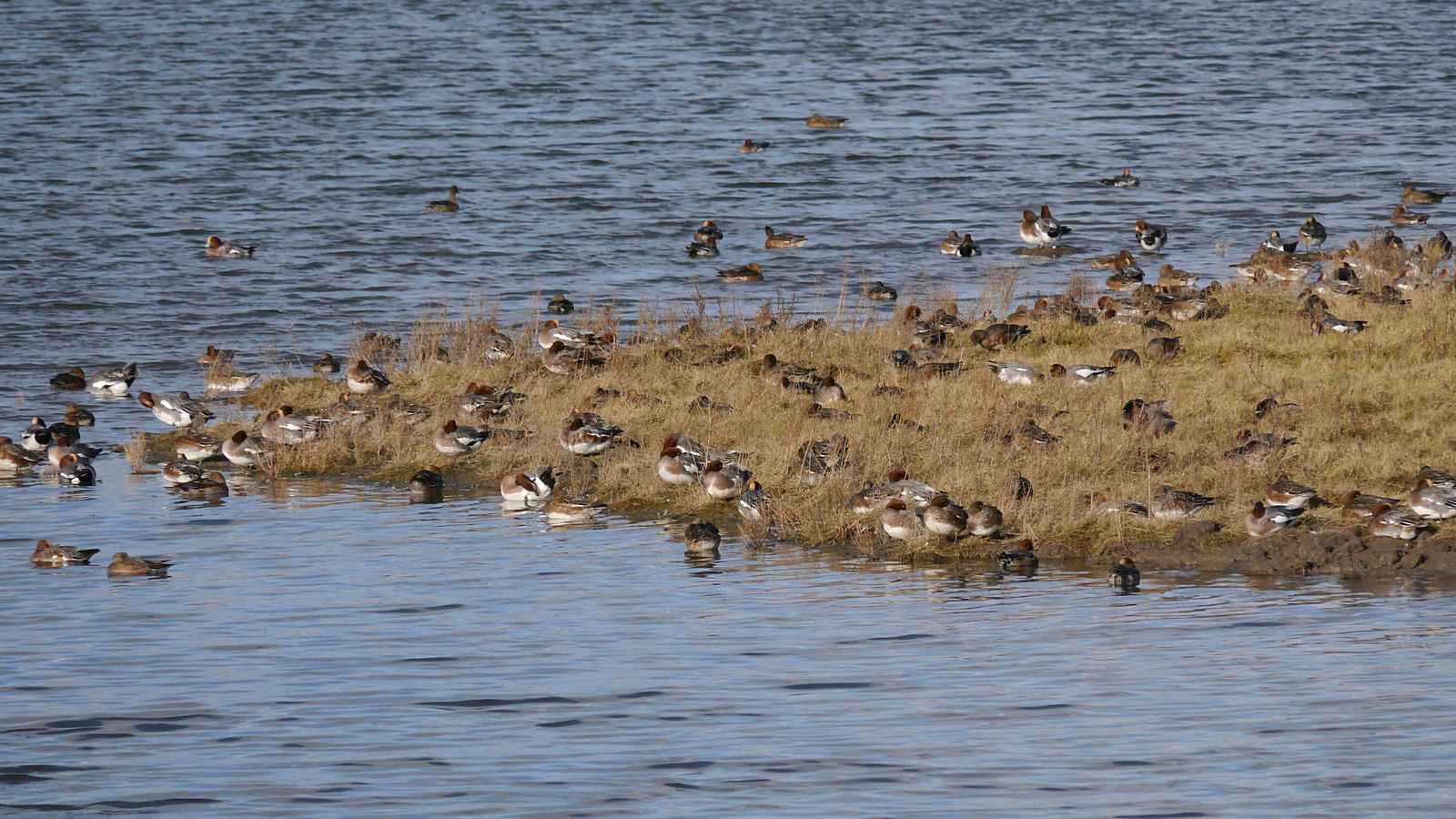Jim's Birding: Hesketh Out Marsh and Marshside RSPB Reserves