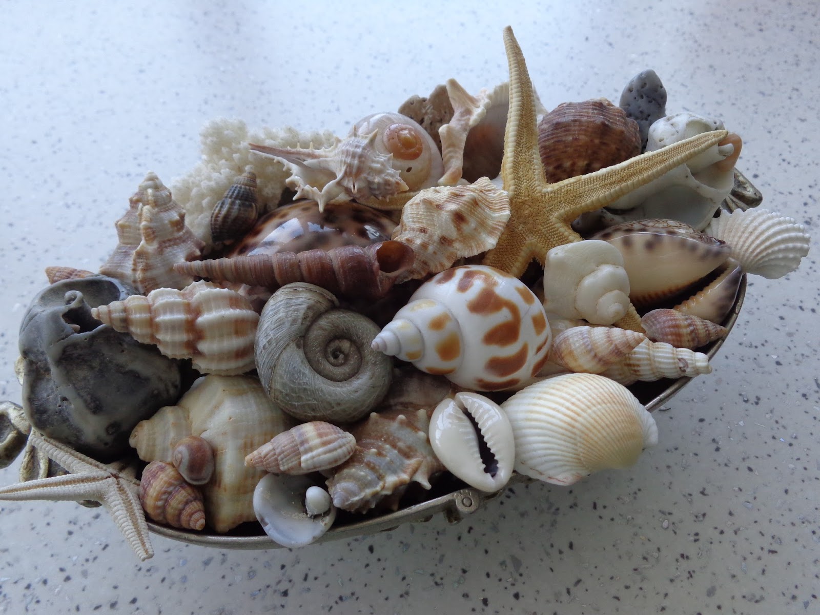 susu: Scoici la tigaie cu usturoi si vin