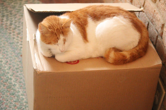 Farm Fresh Fun: cat naps