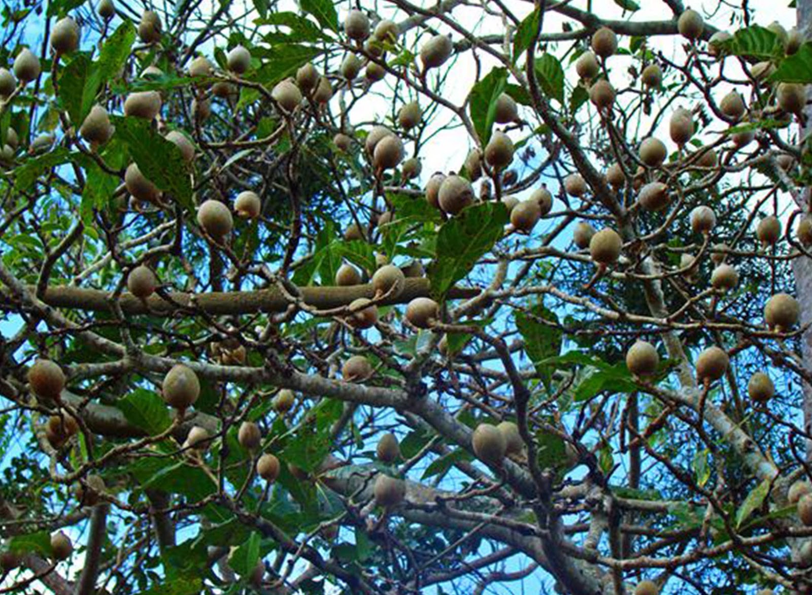 Jenipapo (Genipa americana) | Green Nature Brazil