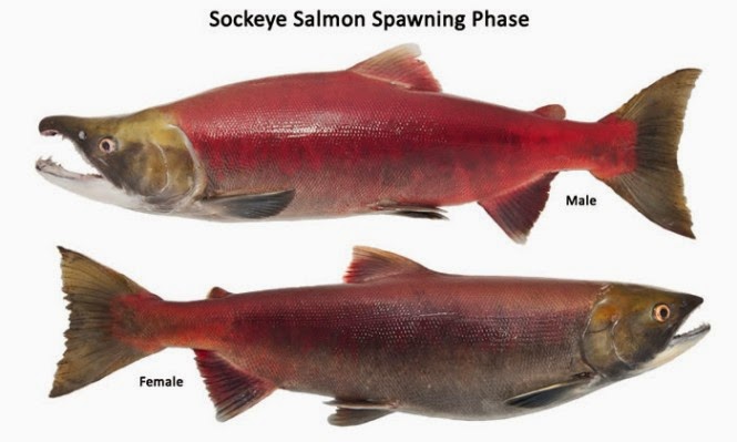 Reisverslag 2013 USA San Francisco-Seattle