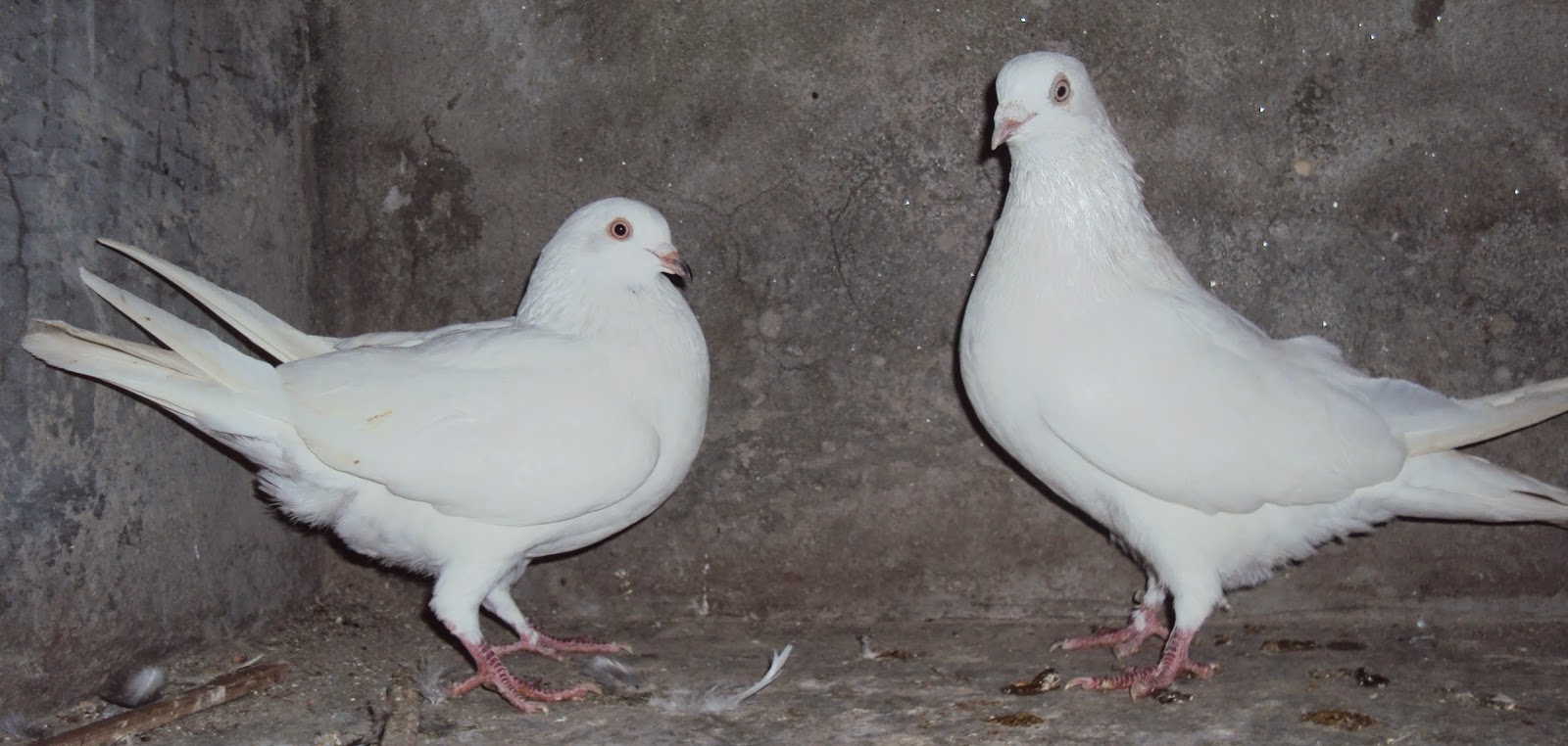 White Pigeon Photo Collection