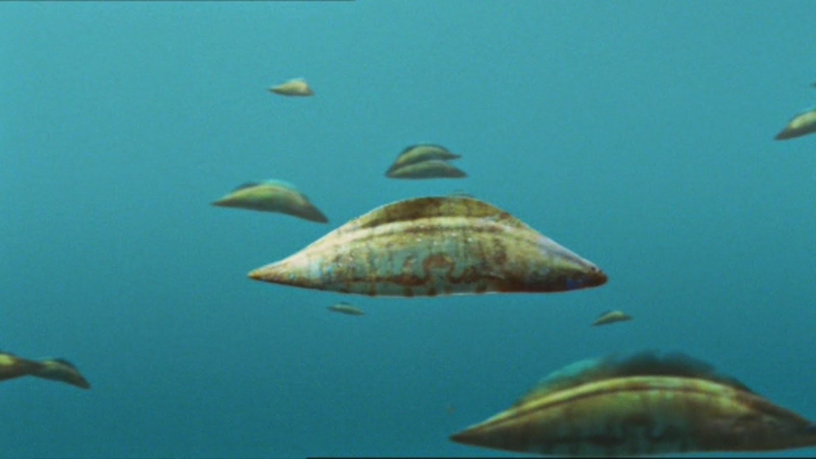 Animales prehistóricos: HAIKOUICHTHYS