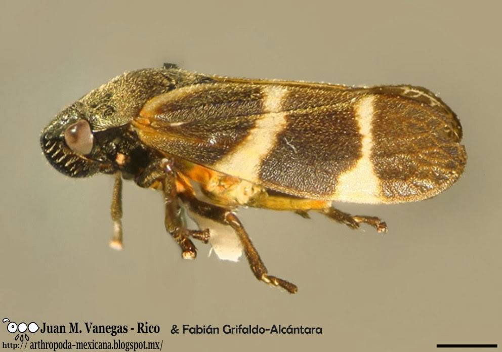 ARTHROPODA MEXICANA: Aeneolamia albofasciata "salivazo de la caña"