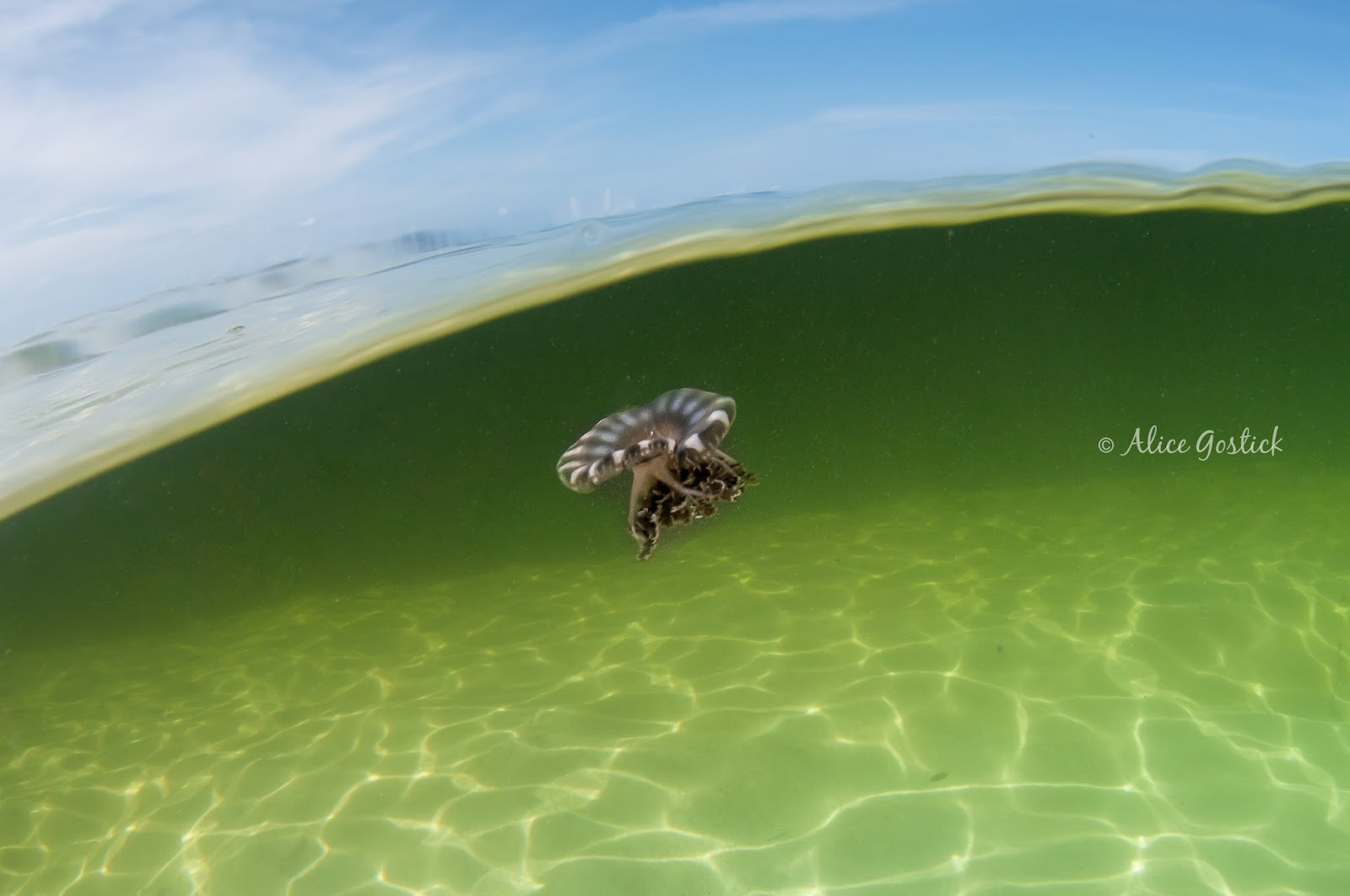 Alice Gostick: Underwater photography