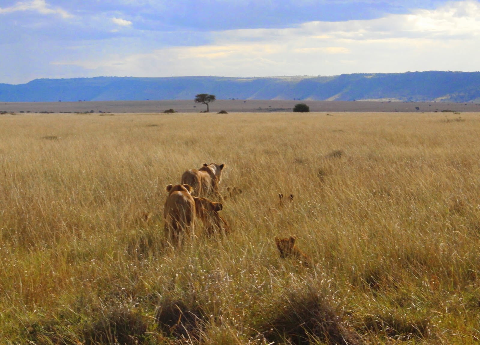 Souvenir Chronicles: AFRICA: MAASAI MARA LIONS (KENYA)