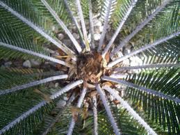 WINDOW OF KNOWLEDGE: THE HEALTH BENEFITS OF SABUDANA