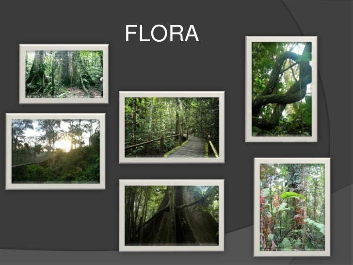 Lugares Turísticos del Ecuador: PARQUE NACIONAL YASUNÍ