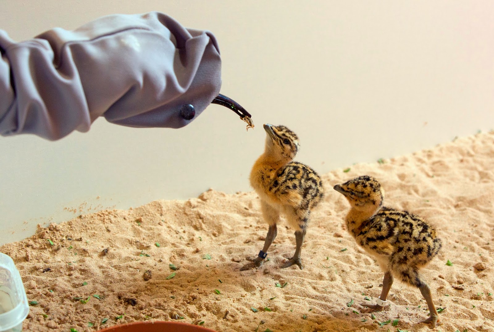 Zoo News Digest: A new phase for the Great Bustard Reintroduction