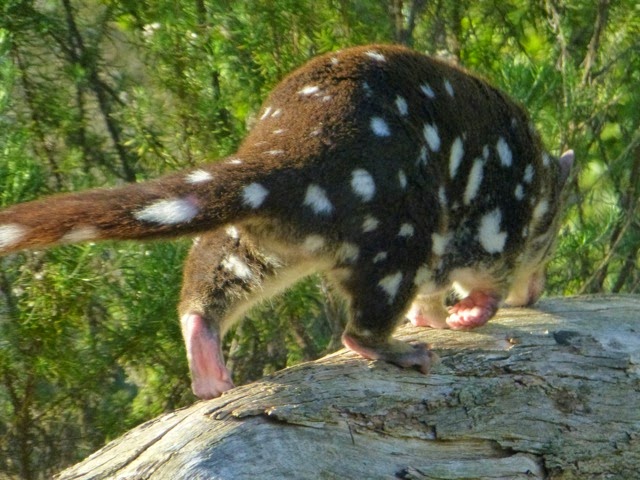 Small Animal Talk: Hop Up! Wriggle Over! Interview with children's ...