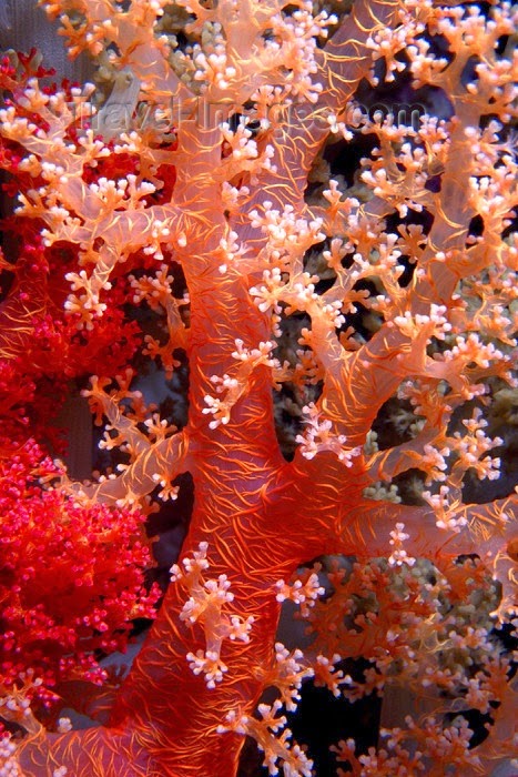 Misteri yang Berada di Balik Laut Merah Ternyata Ini