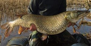 Monstersnoek gevangen in Engeland