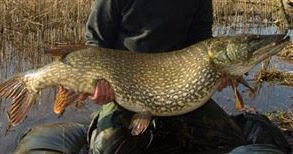 Monstersnoek gevangen in Engeland