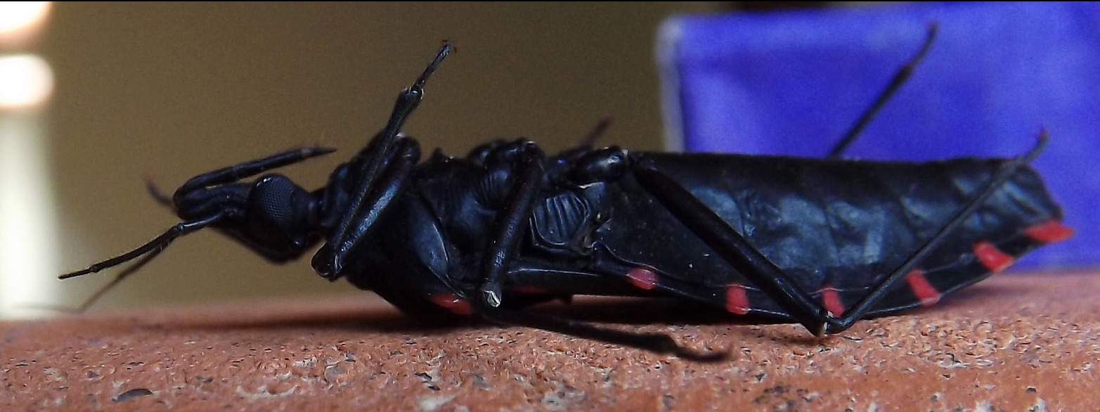 Blog do Ramon Lamar: Barbeiros Transmissores da Doença de Chagas