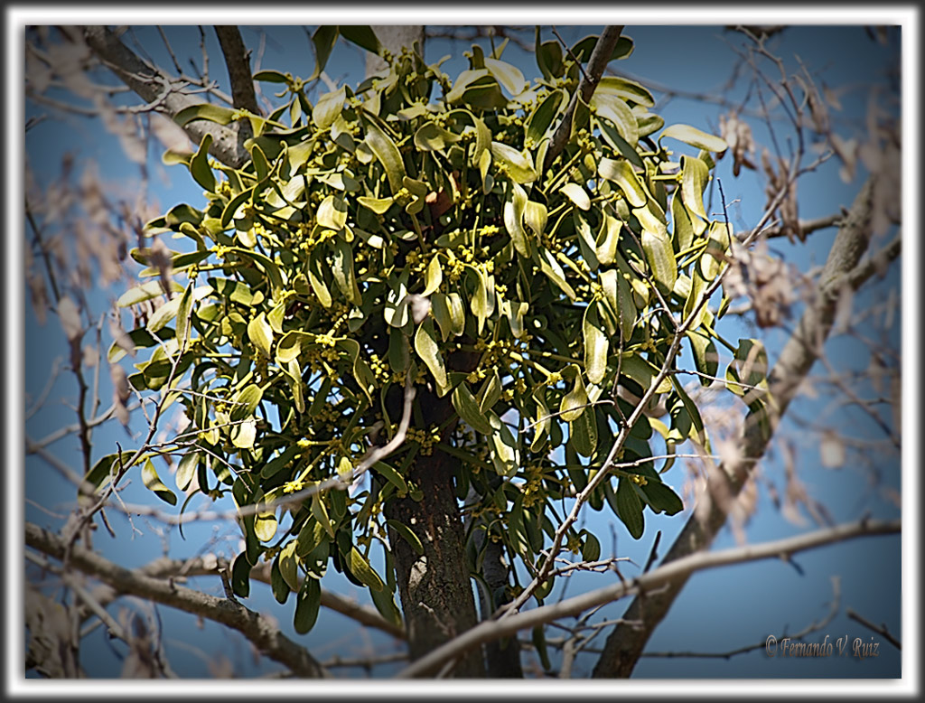 Plantas de La Rioja: Muerdago.(Viscum album)