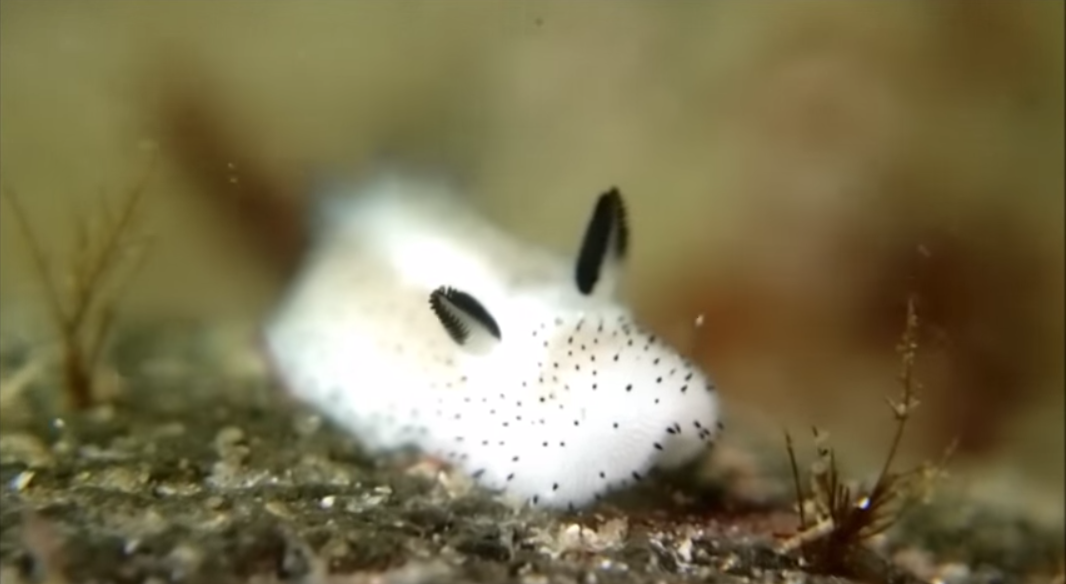 Manda Animali: SEA BUNNY (Giappone)