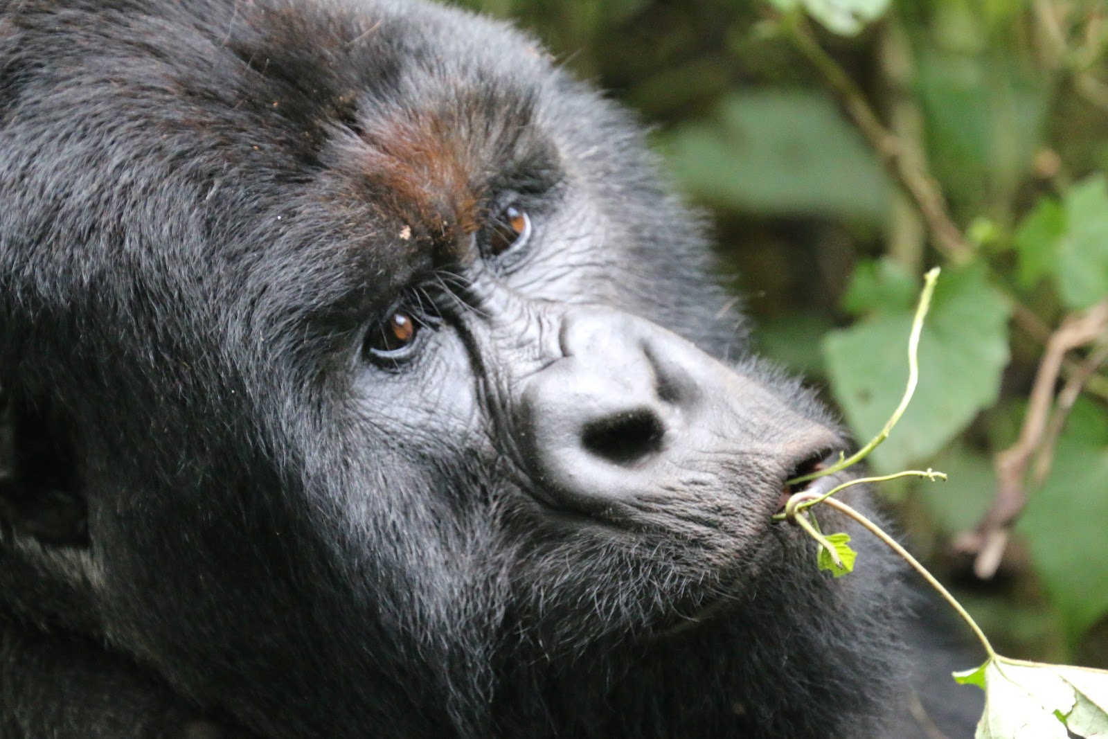 THE RESURRECTION OF GORILLA TOURISM IN VIRUNGA NATIONAL PARK - Uganda ...