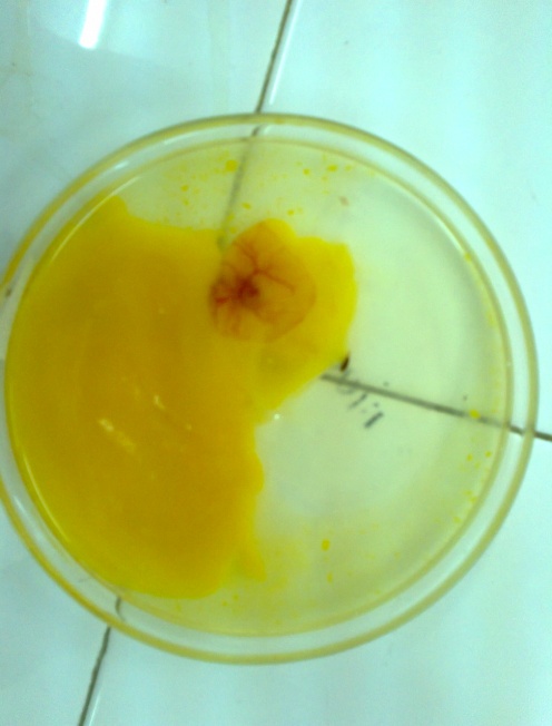 Embriologi Semesta: Perkembangan Embrio Ayam
