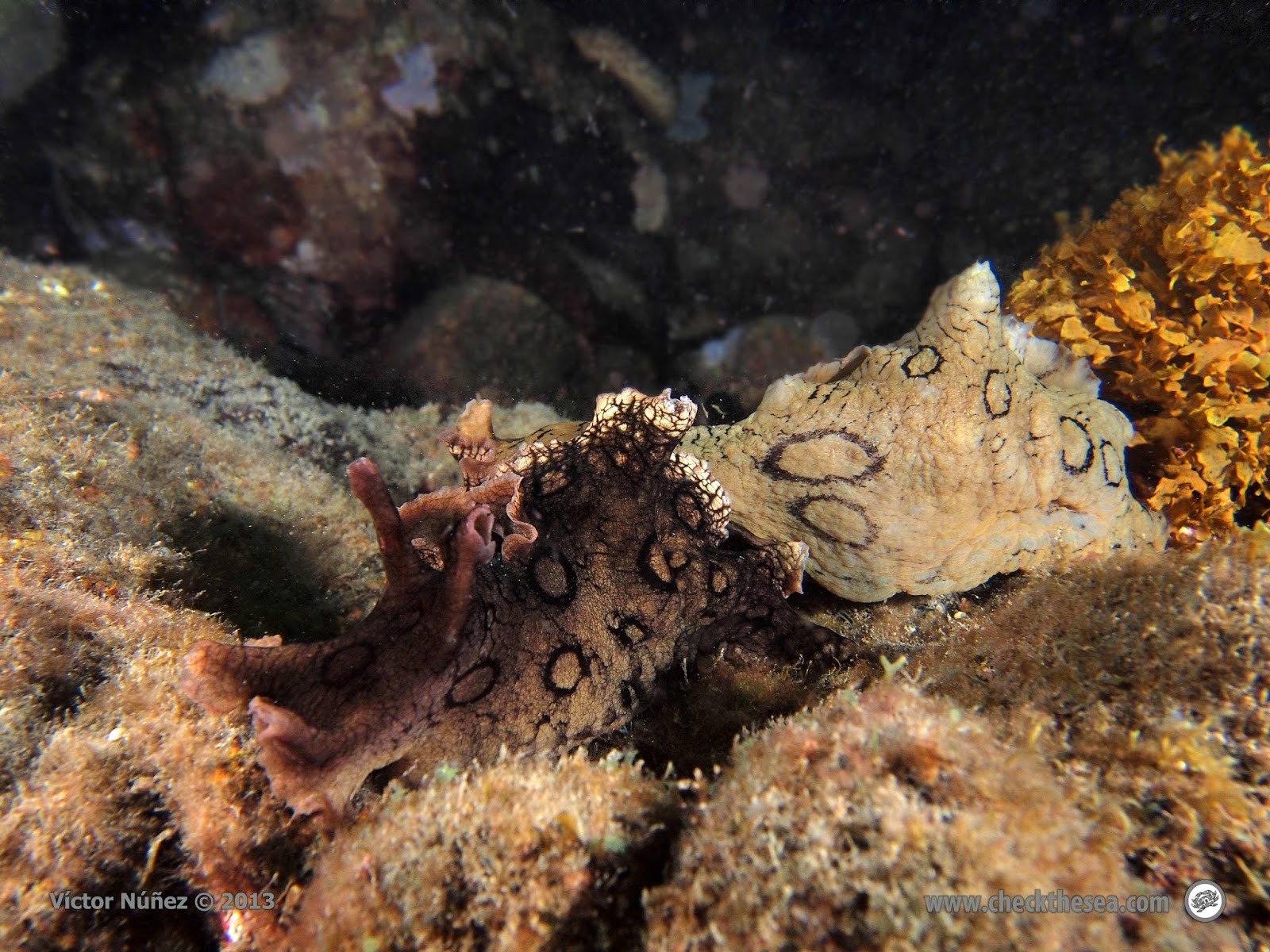 Check the Sea. Web de buceo y fotografía submarina de las Islas ...