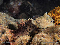 Check the Sea. Web de buceo y fotografía submarina de las Islas ...