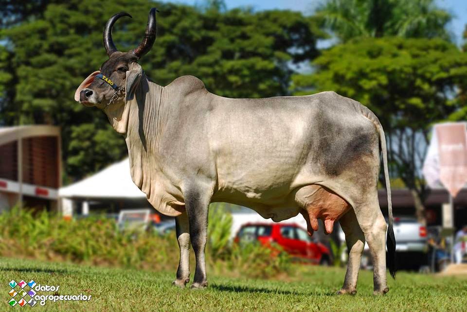 OPROAA_UNELLEZ: Guzerat