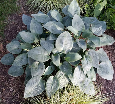 Future Plants by Randy Stewart: Hosta