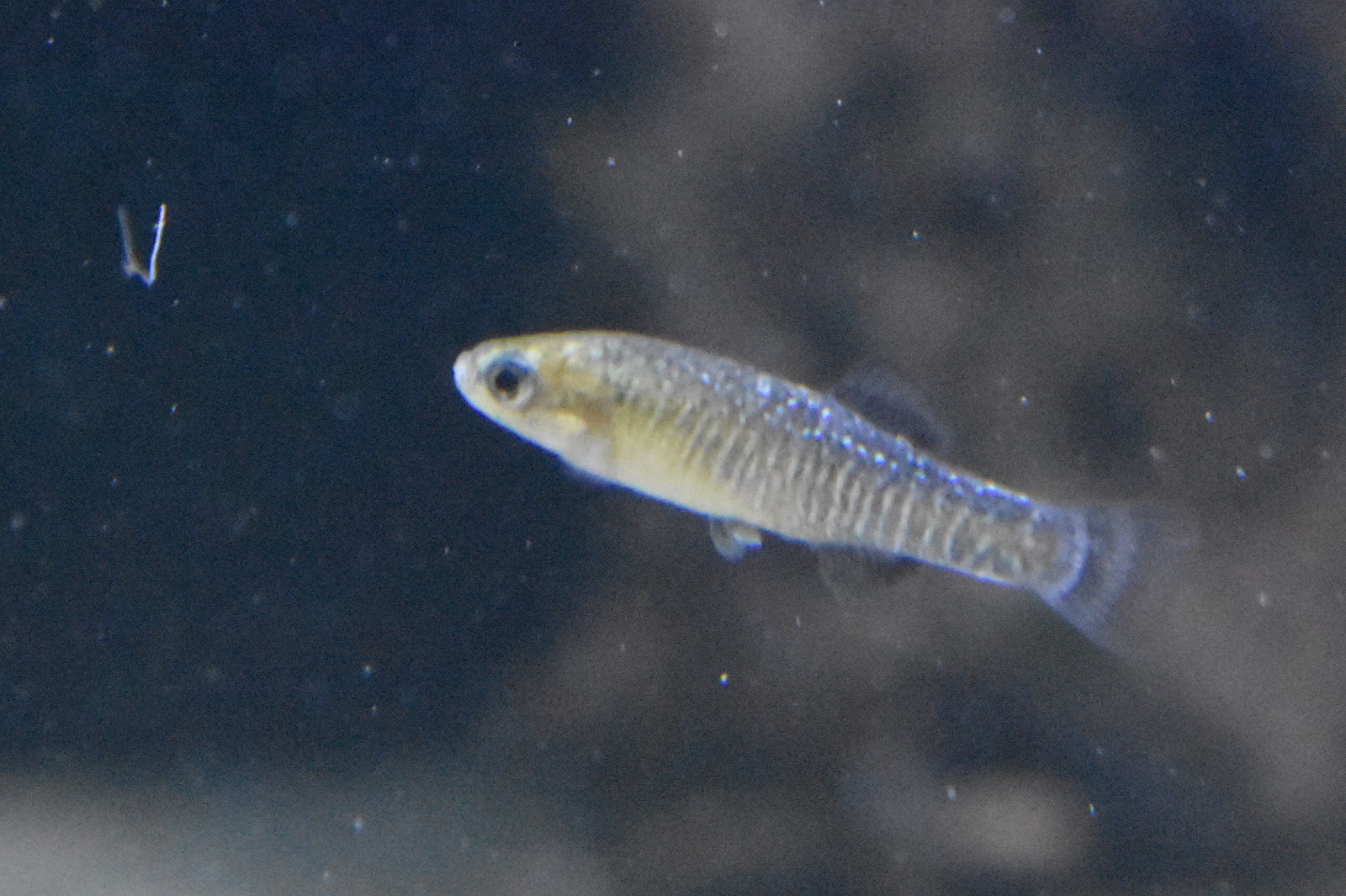 ZOOTOGRAFIANDO (6.100 ANIMALS): FARTET / SPANISH TOOTHCARP (Aphanius ...