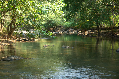 Peechi Vazhani Wildlife Sanctuary - Kerala Jungles
