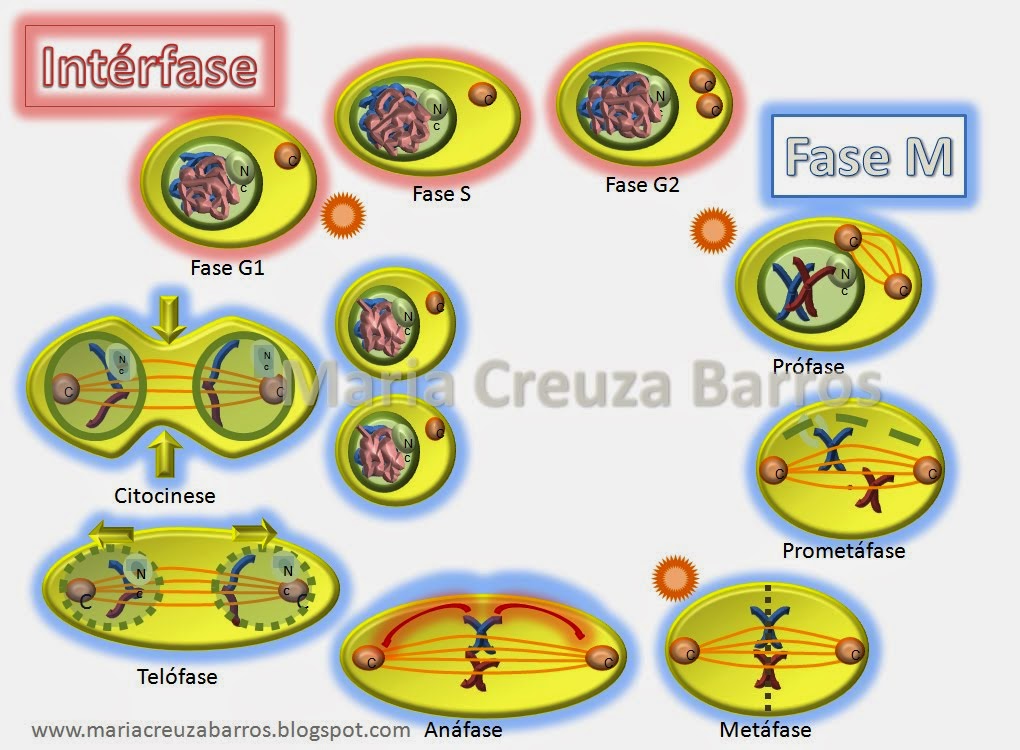 Rito Blogger: ~ Biologia ~ Ciclo Celular