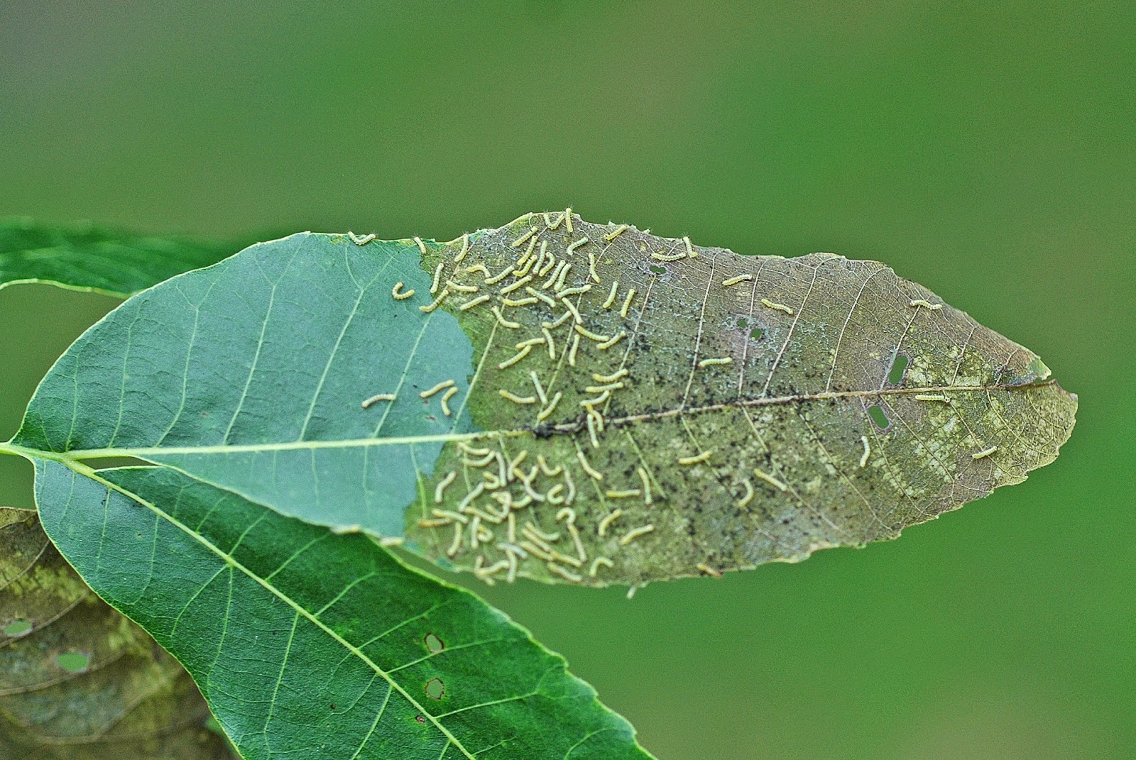 Pecan Tree Life Cycle