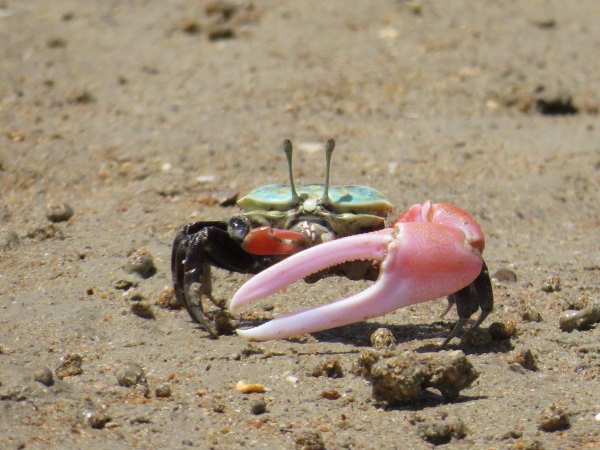 Queensland Coast: Wildlife of Clairview and St Lawrence