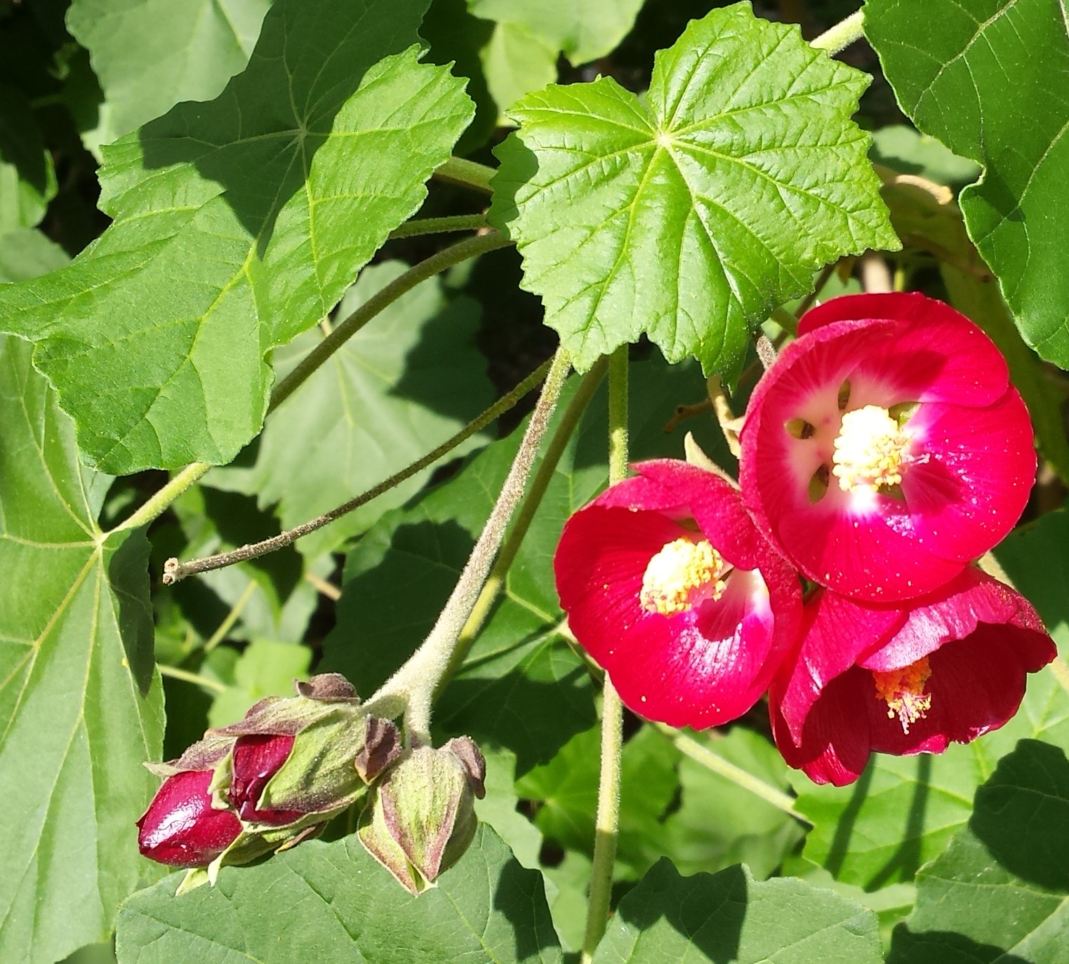 HERBARIO VIRTUAL DE BANYERES DE MARIOLA Y ALICANTE: Abutilon x hybridum ...
