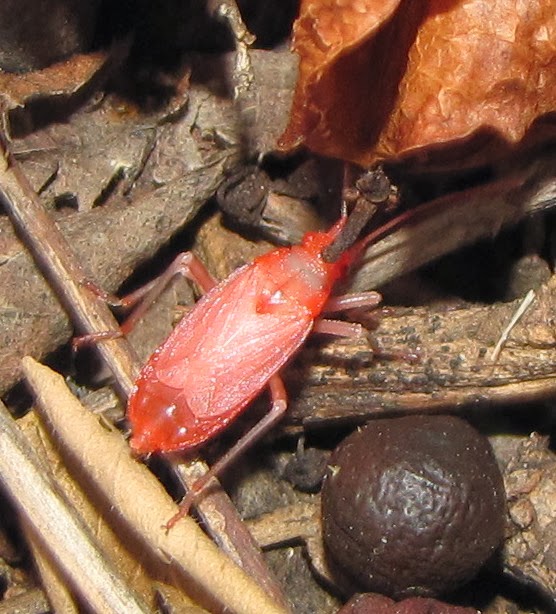 Bug Eric: "Albino" Bugs