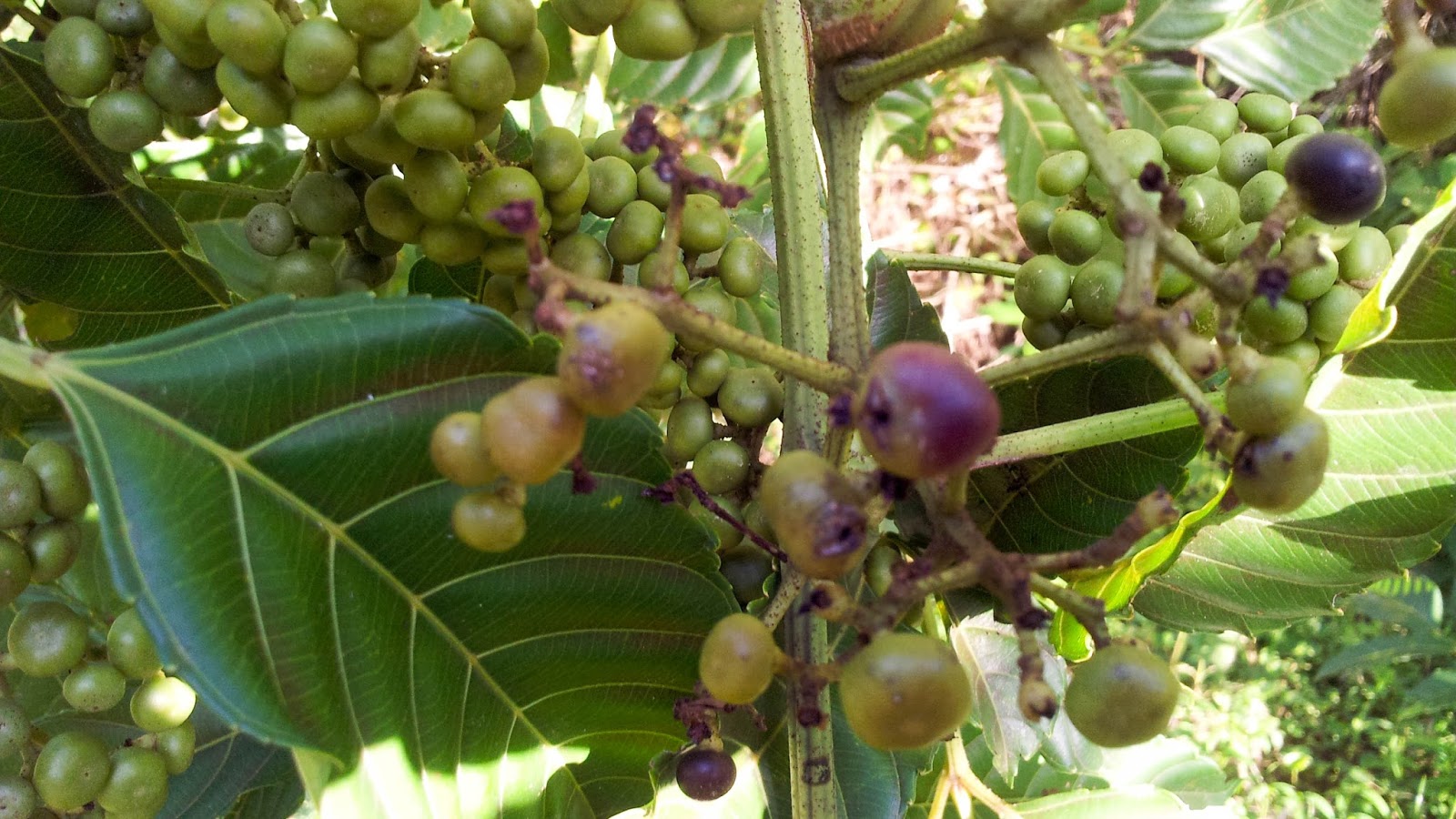 ගුරුල්ල / බුරුල්ල - Gurulla / Burulla - Bandicoot berry - Leea indica
