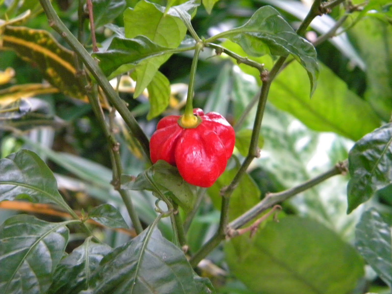Embun ♥ Kaseh ♥ Rosaliza: TANAH SERENDAH SEKEBUN BUNGA