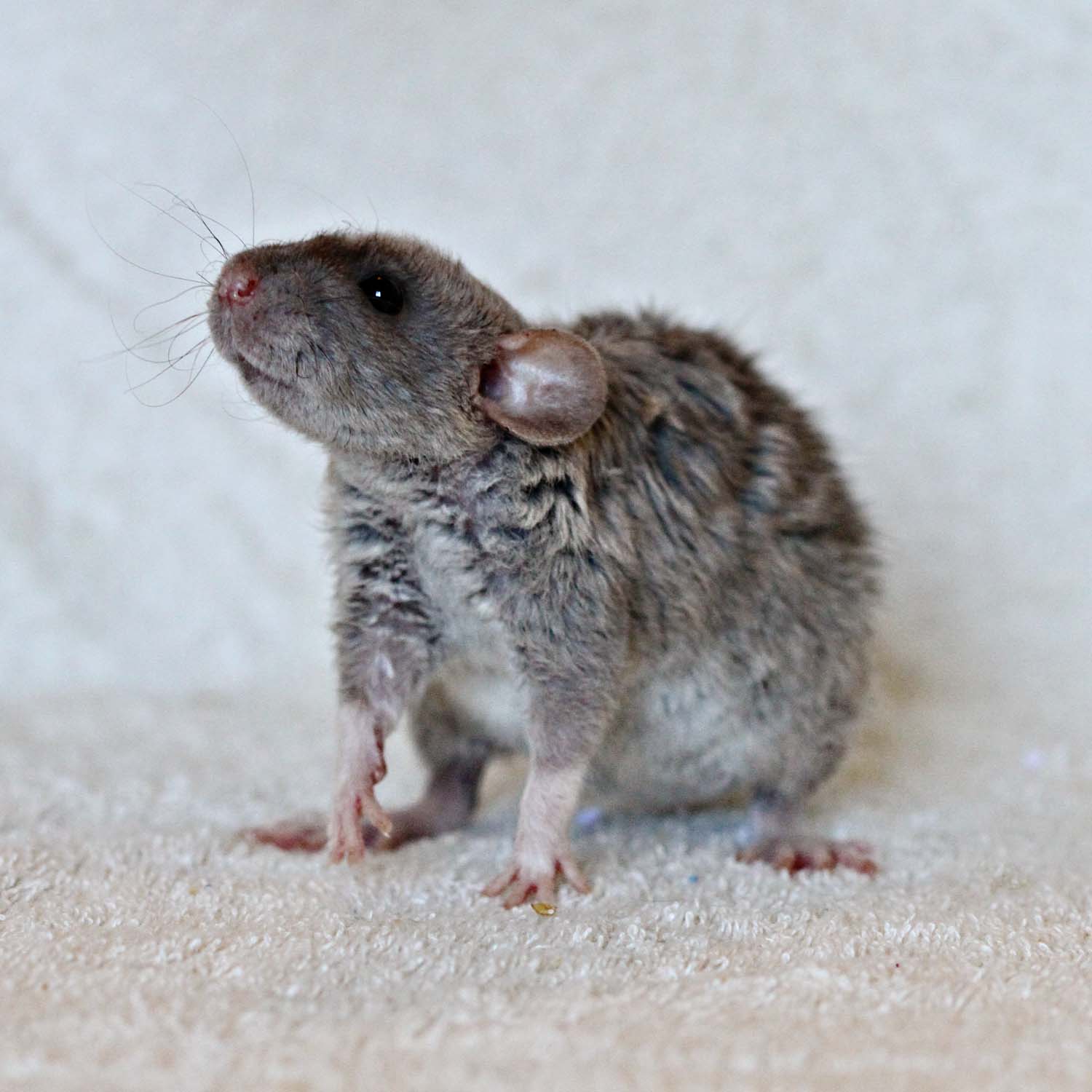 Rats From Mars Fancy Rat Rattery Phoenix Arizona Harley Dumbo Rats