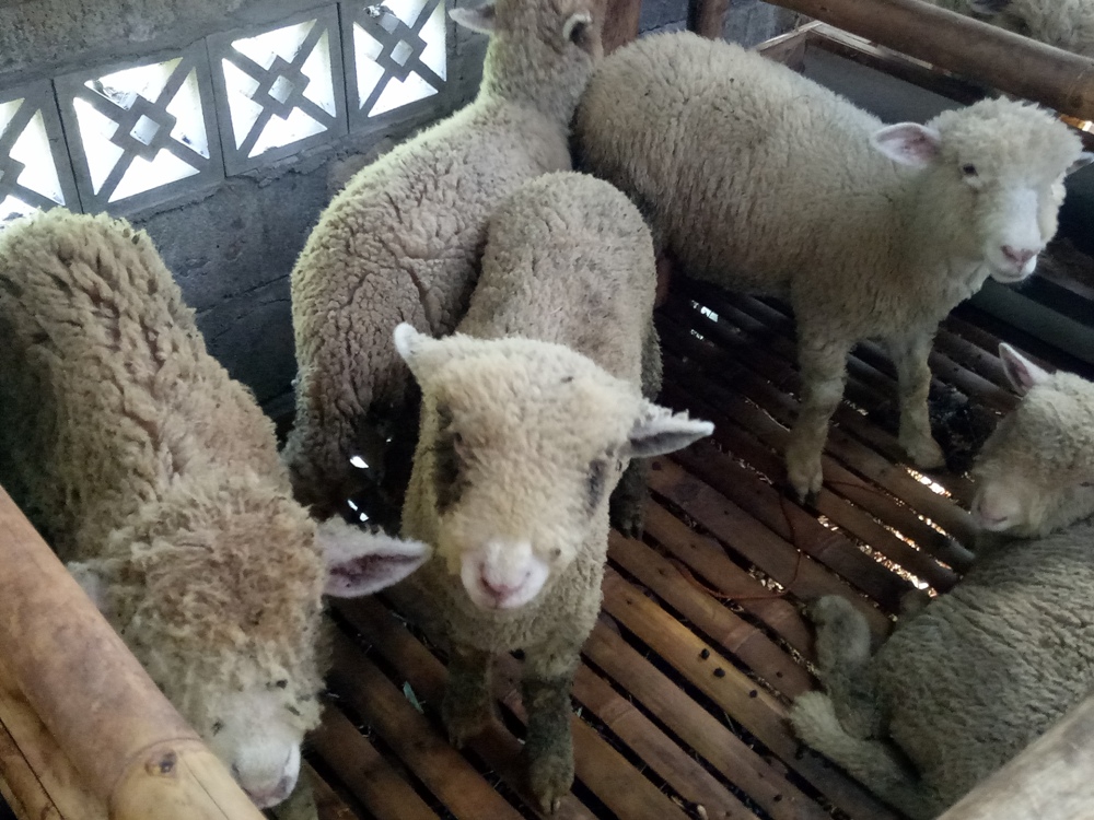 Peluang Bisnis Ternak Domba Merino