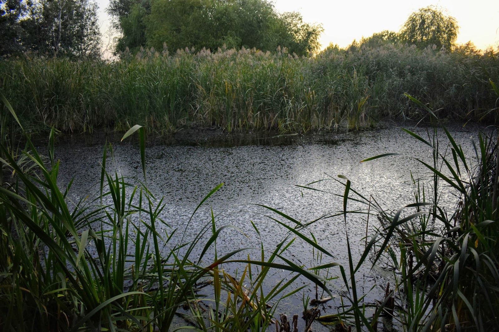 AFK - Blog de weekend: Parcul Natural Vacaresti