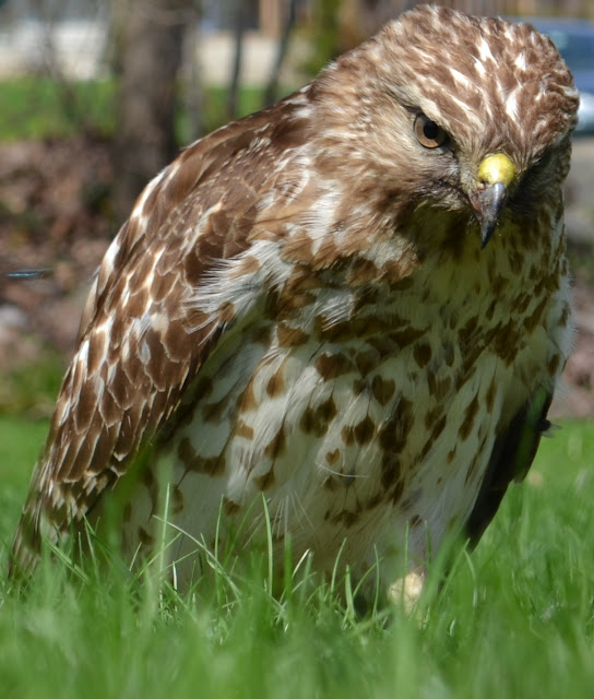I Took a Picture: ITAP...of an injured hawk in my backyard...