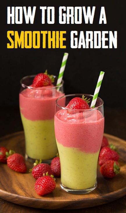 How to grow a smoothie garden