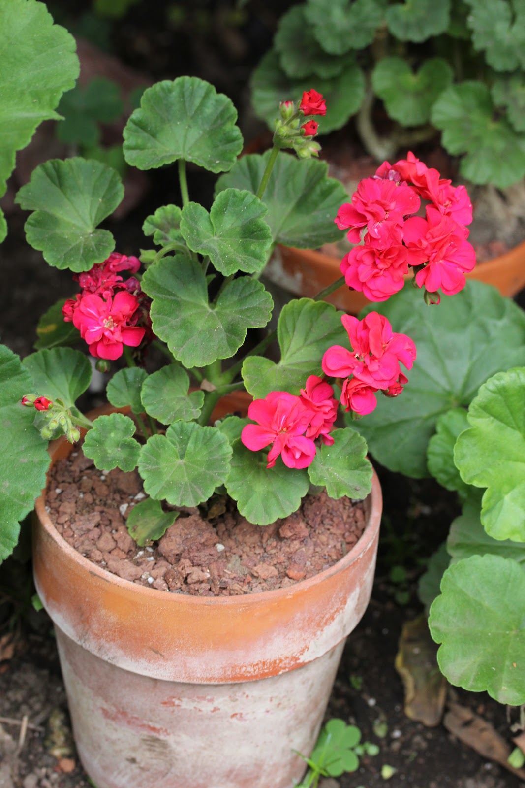 PERFECT PELARGONIUMS: July 2012