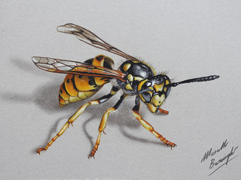 Drawing a wasp - Marcello Barenghi