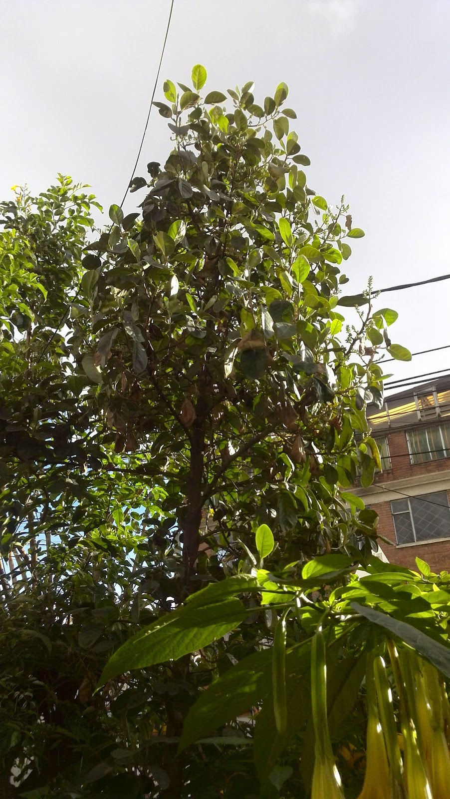 Pro-Guaitarilla: EL MOTILON – DE GUAITARILLA