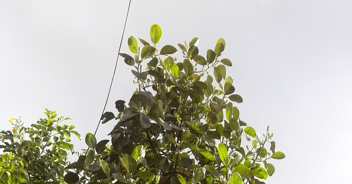 Pro-Guaitarilla: EL MOTILON – DE GUAITARILLA