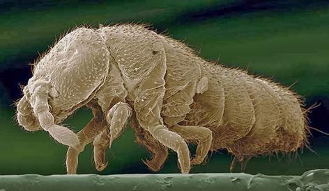 Blog de la Vida Prehistórica: Rhyniella Praecursor