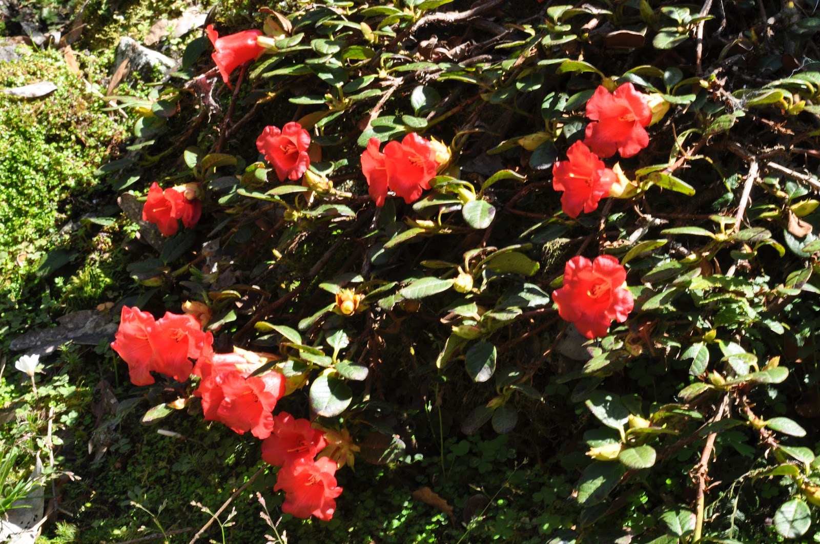 Alpine Garden Society Victorian Group: Otto's Flowers.