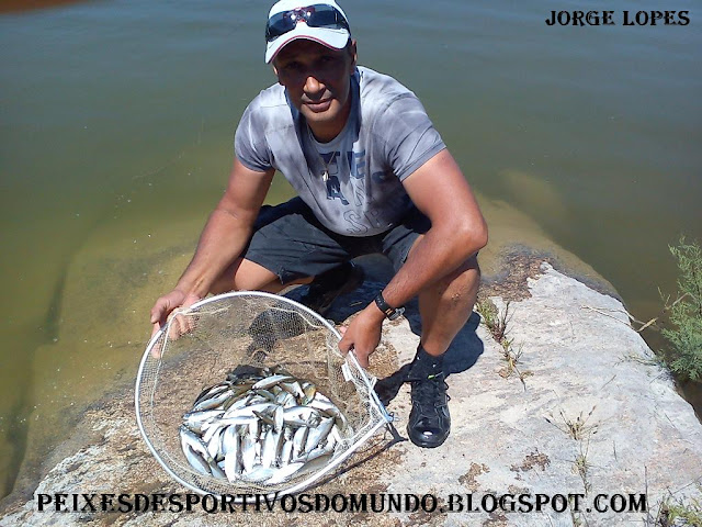 PEIXES DESPORTIVOS DO MUNDO: O ALBURNO - Alburnus alburnus (Linnaeus, 1758)