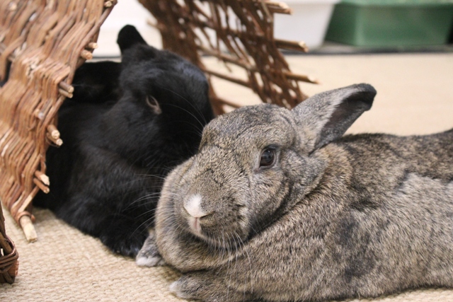 Tales from The Raspberry Rabbits: Where Imagination Runs Free- It's a ...